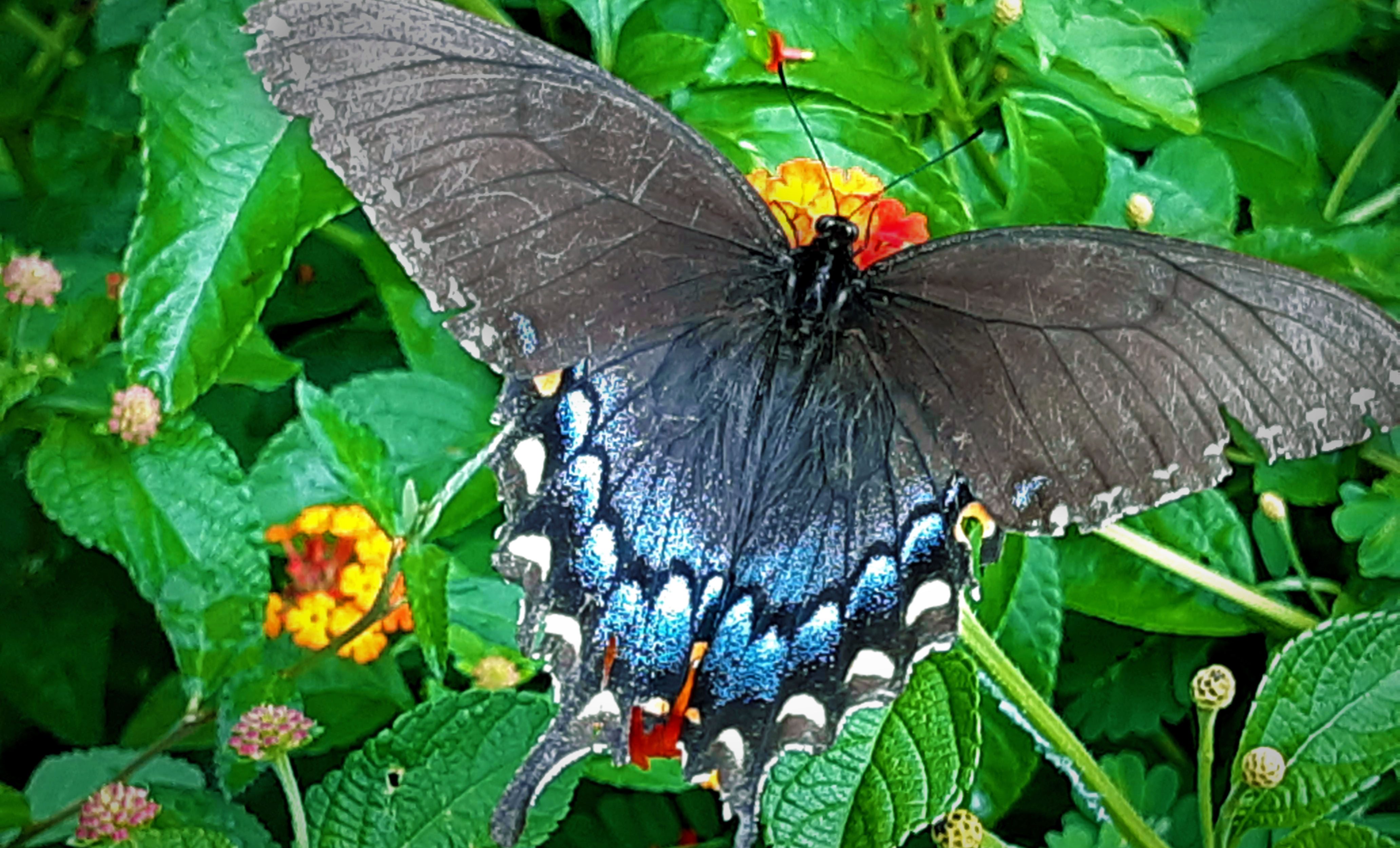 About Us – Butterfly Farm